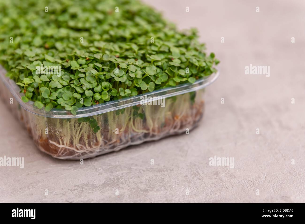 Microgreen sprouts lettuce leaves hi-res stock photography and images ...