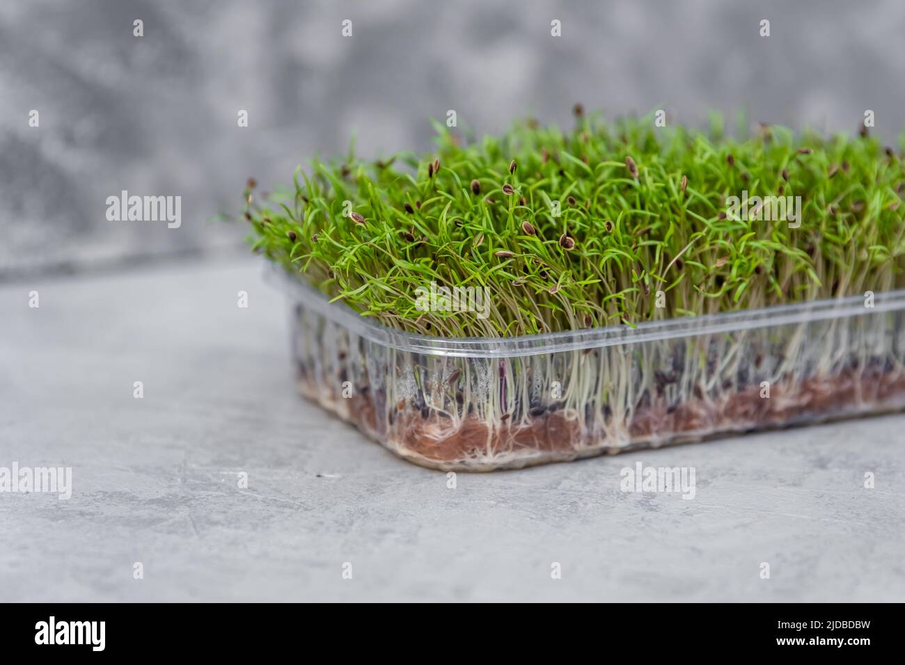 Sprouting seeds of a plant. Growing sprouts. Organic raw green food ...