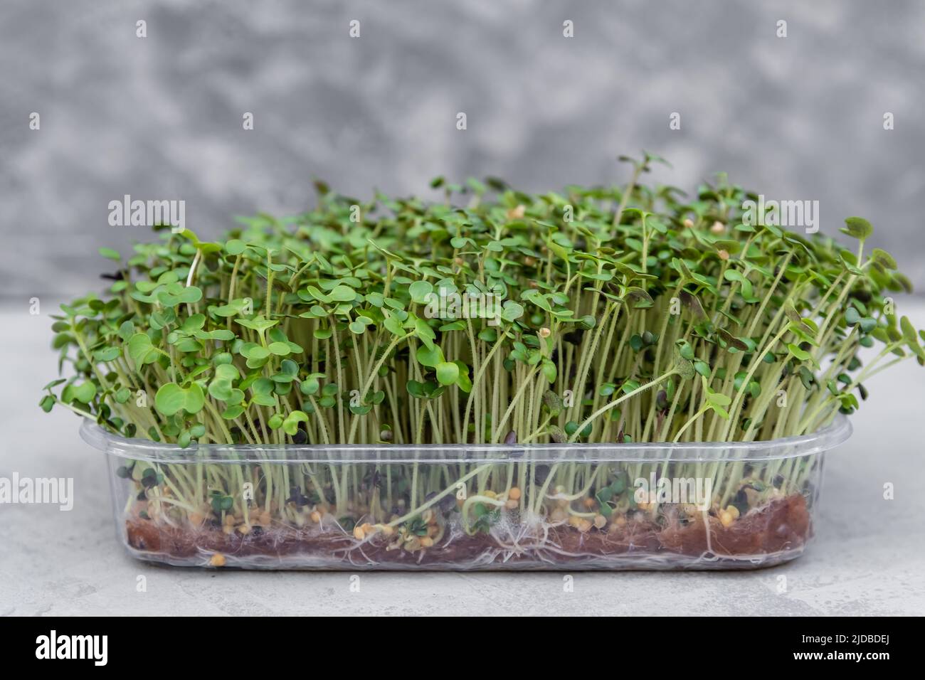 Assortment of green kale baby sprouts. Mockup for healthy eating Stock ...