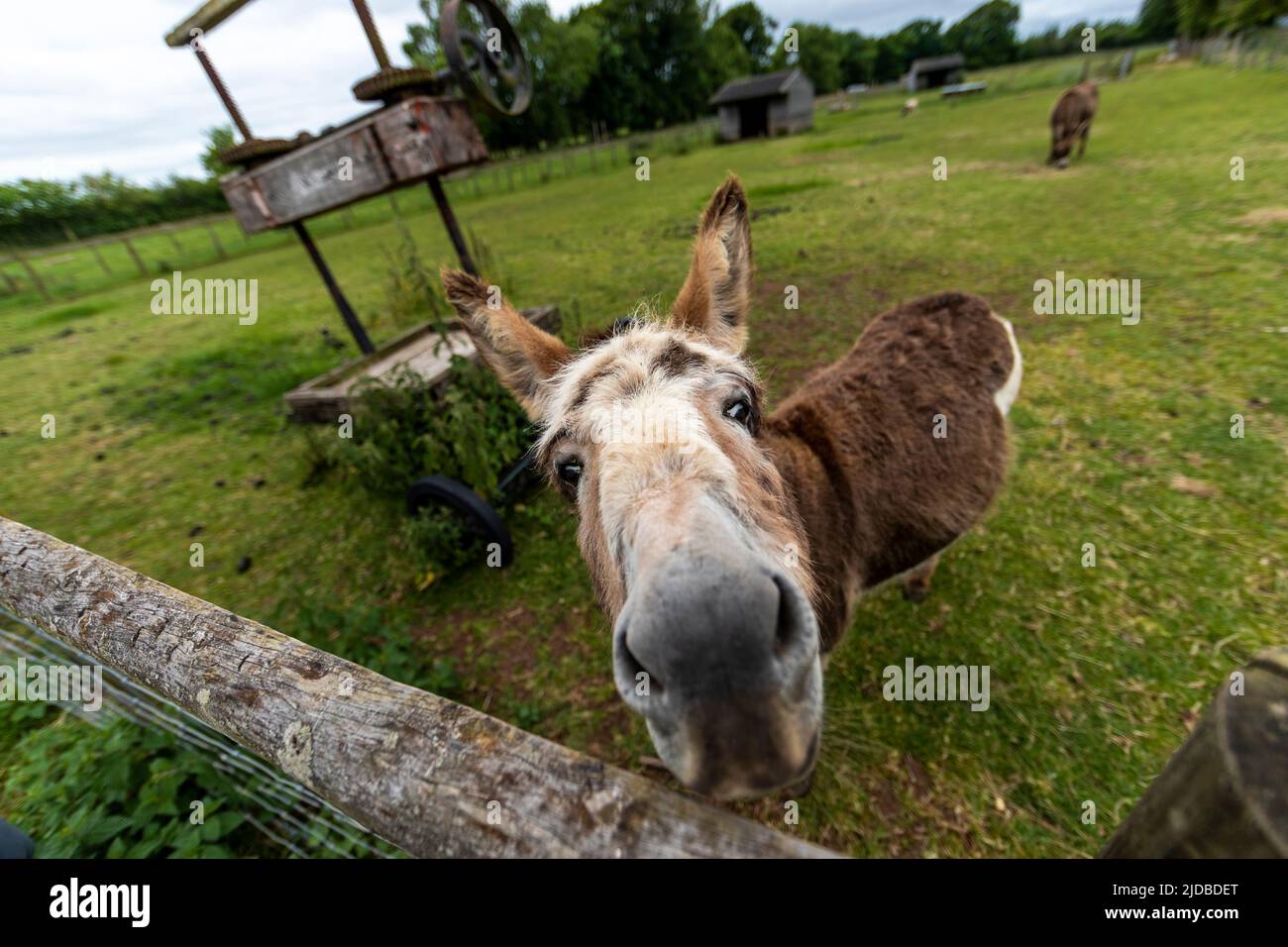 Friendly Donkeys. Humble by Nature Stock Photo - Alamy