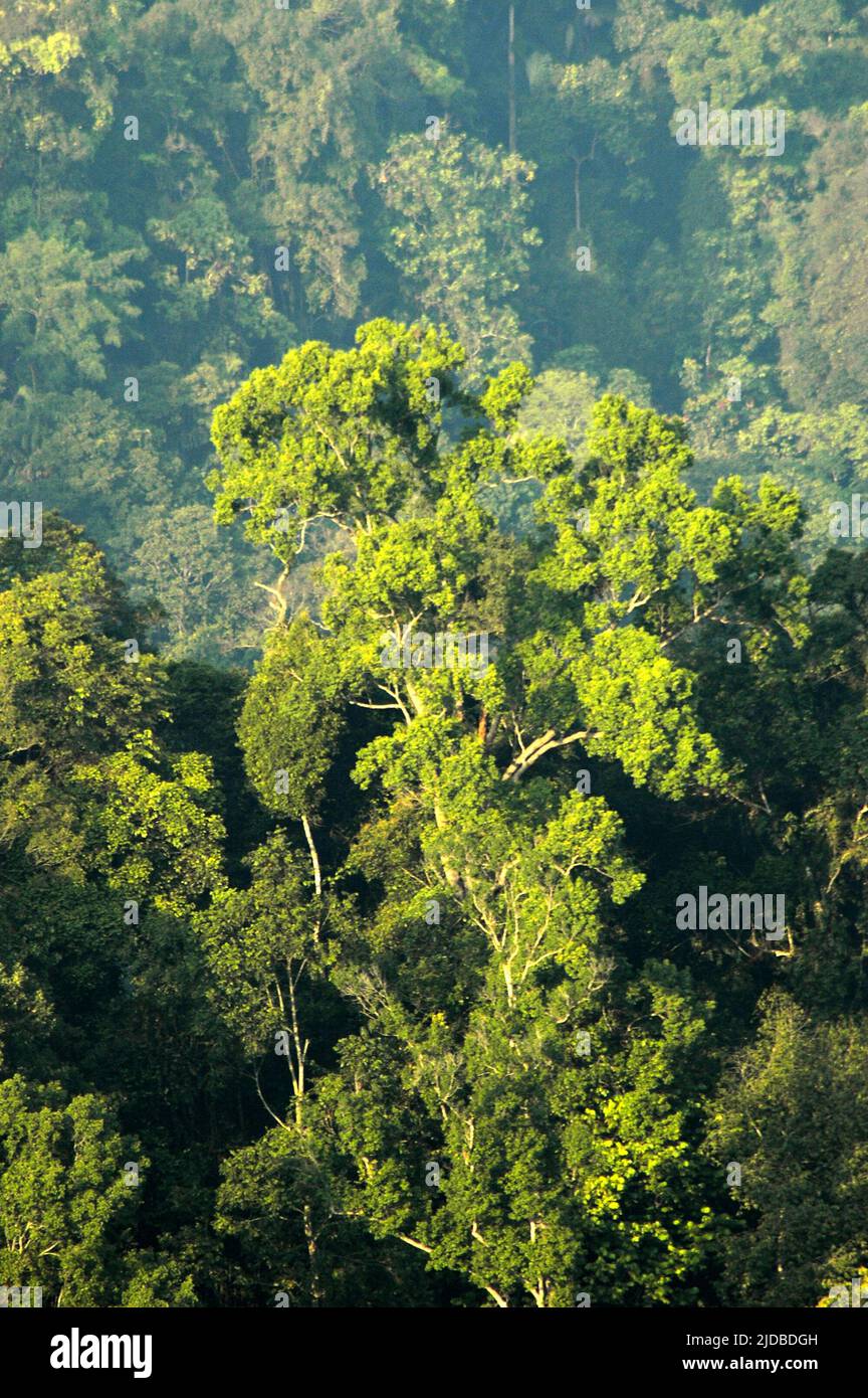 Tropical rainforest is seen from Bodogol, a research station in Mount ...