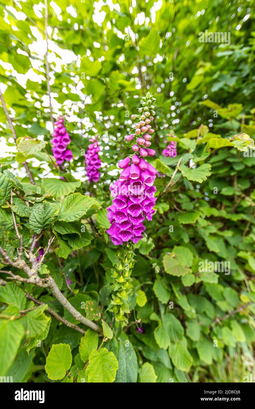 Photography course. Humble by Nature Stock Photo - Alamy