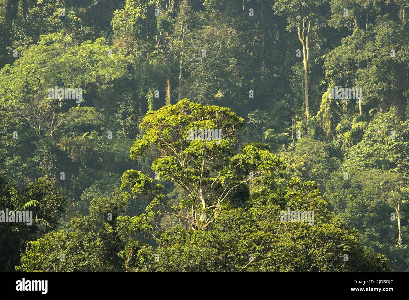 Tropical rainforest is seen from Bodogol, a research station in Mount ...