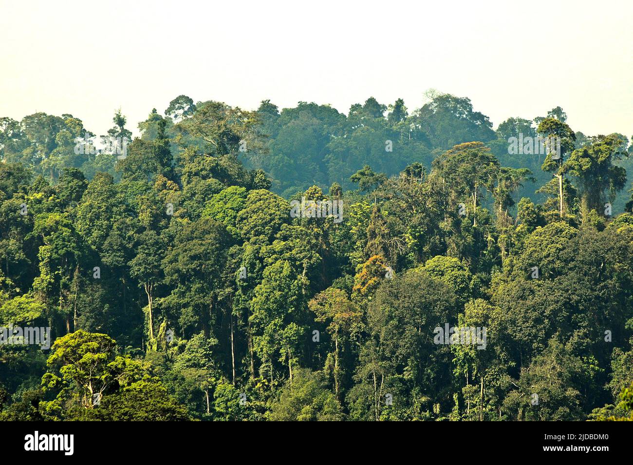 Tropical rainforest is seen from Bodogol, a research station in Mount ...