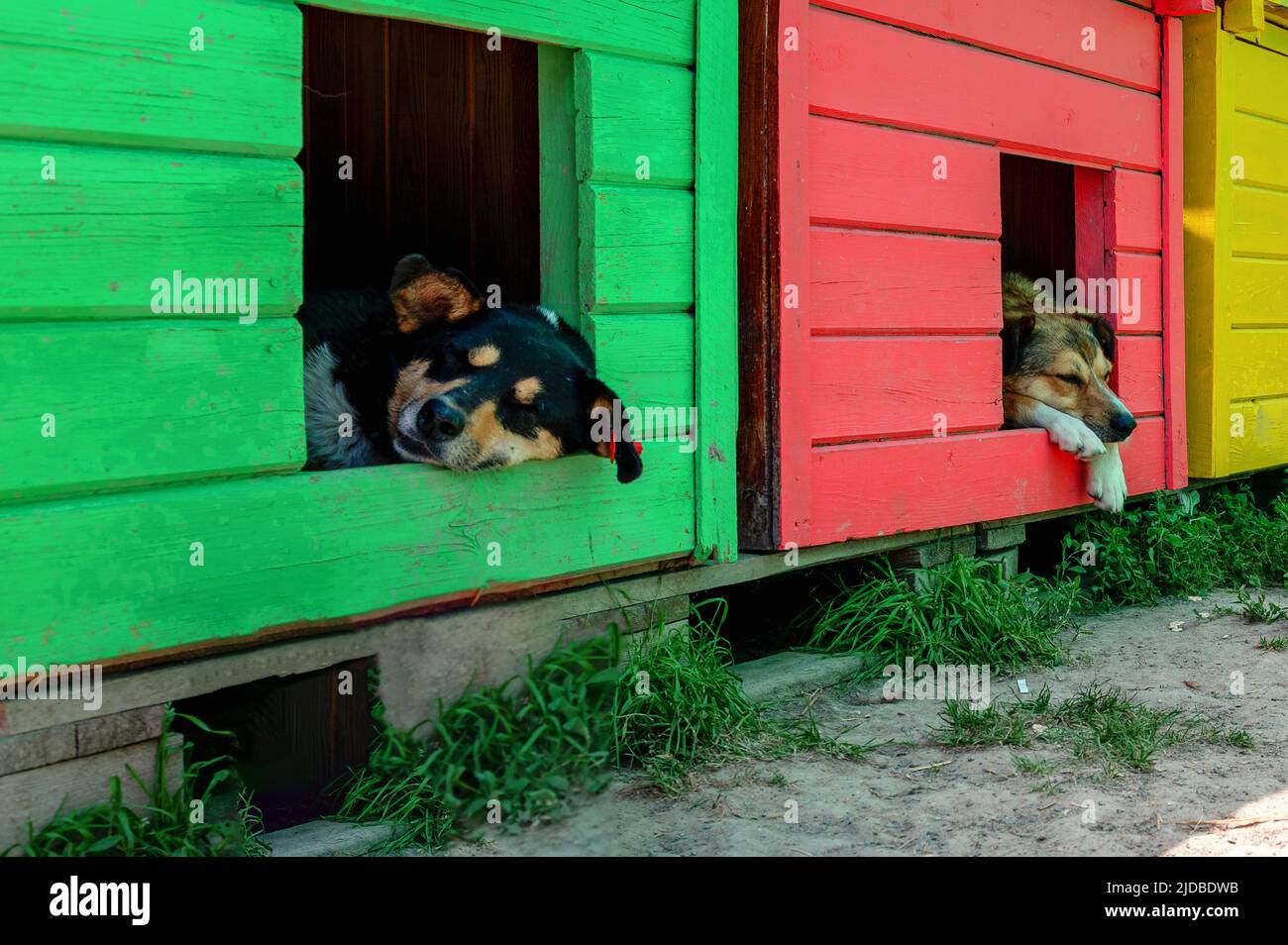 Dogs rest in booths at an animal shelter. Dog sleeping in a wooden ...
