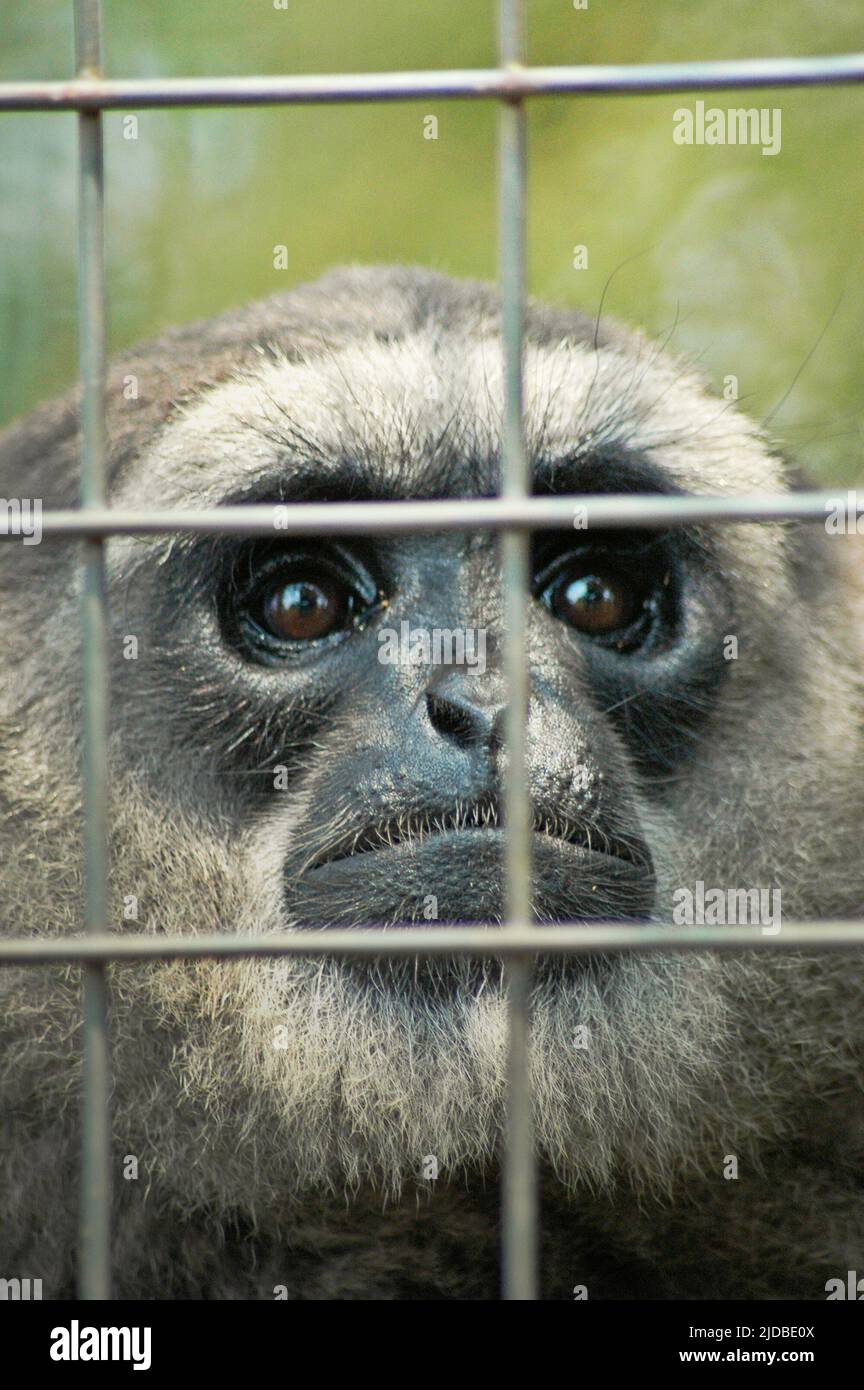 Javan gibbon rehabilitation hi-res stock photography and images - Alamy