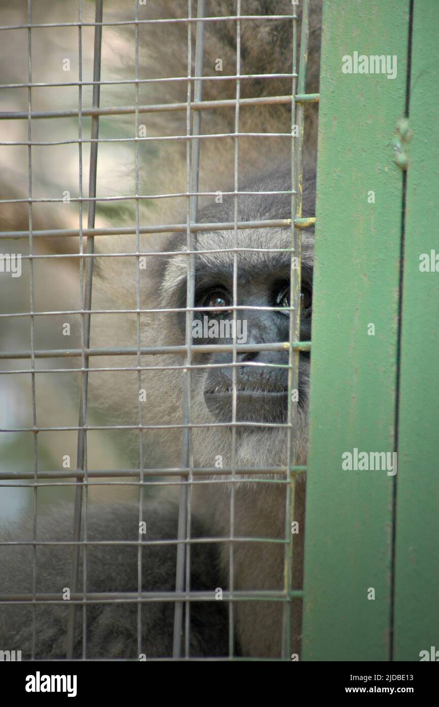 A javan gibbon (Hylobates moloch, silvery gibbon) at Javan Gibbon ...