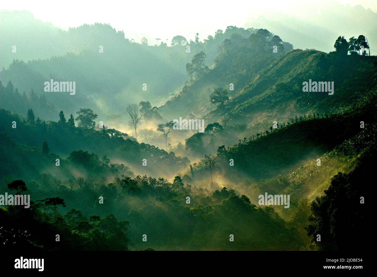 Mountain ridges covered with forest and bushes at the foot of Mount ...