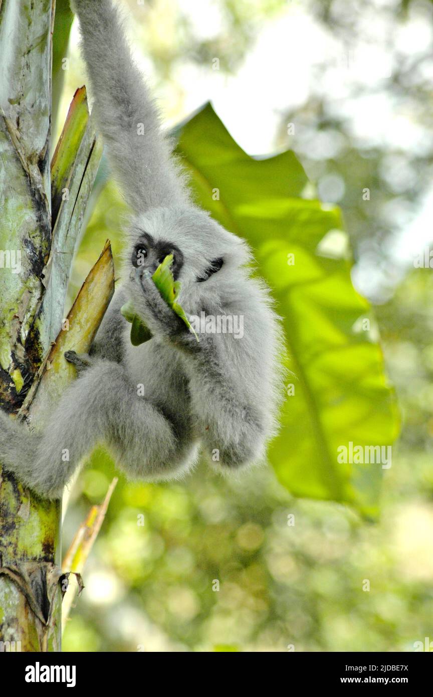 Javan gibbon rehabilitation hi-res stock photography and images - Alamy