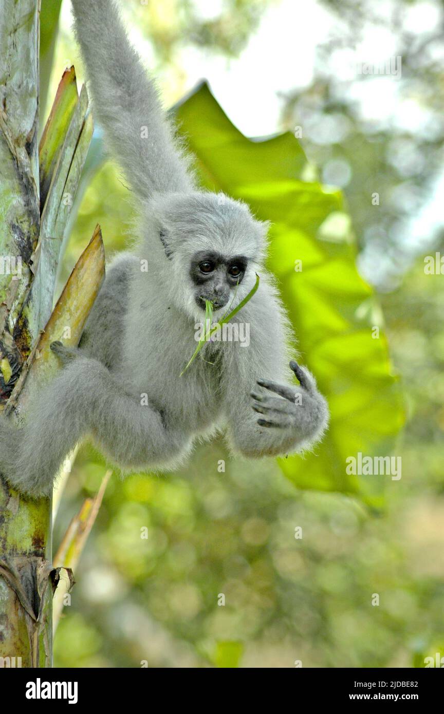 Javan gibbon rehabilitation hi-res stock photography and images - Alamy