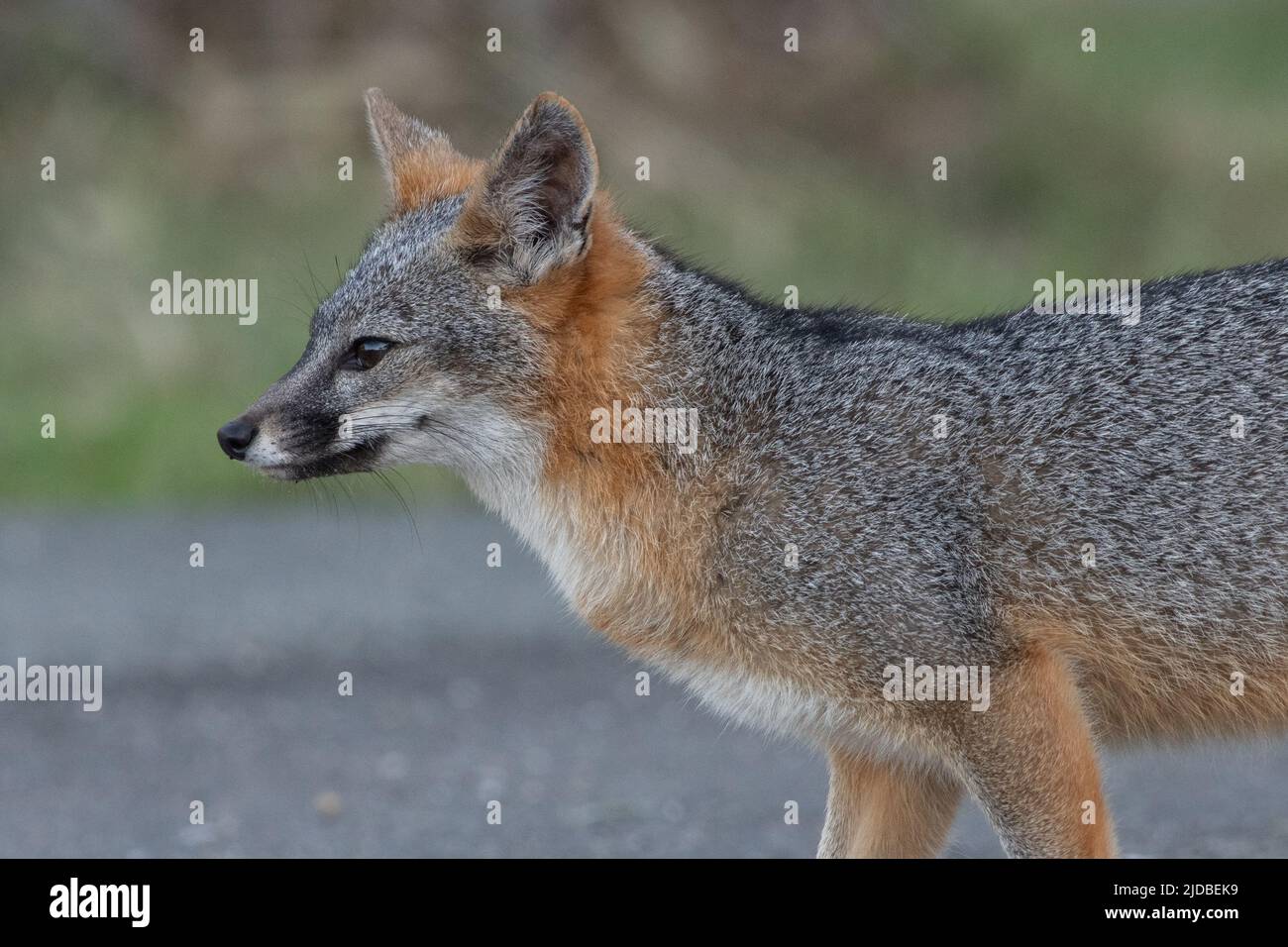A gray fox (Urocyon cinereoargenteus) from Point Reyes National ...