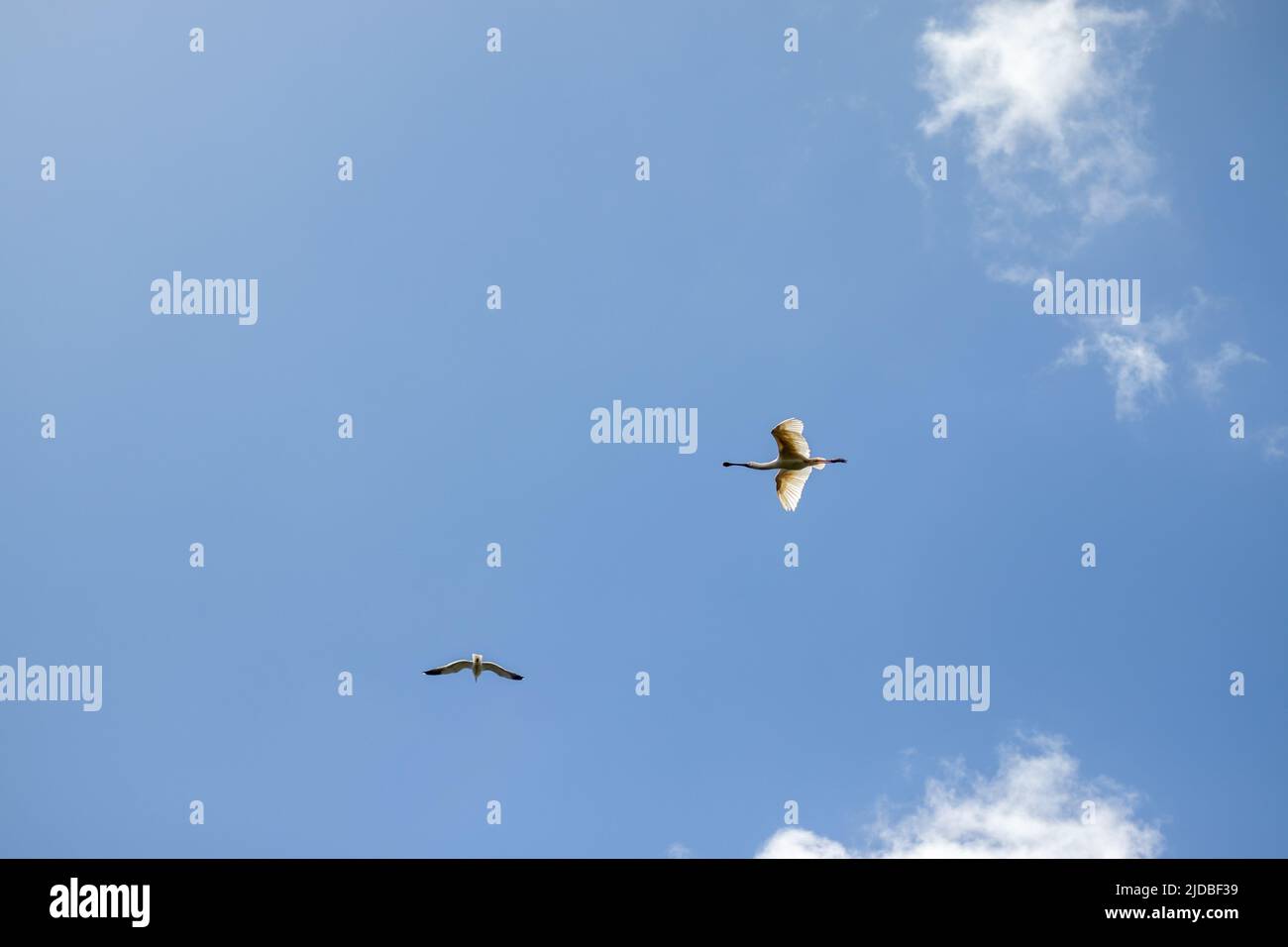 Flying spoonbill in a clear blue summer sky Stock Photo - Alamy