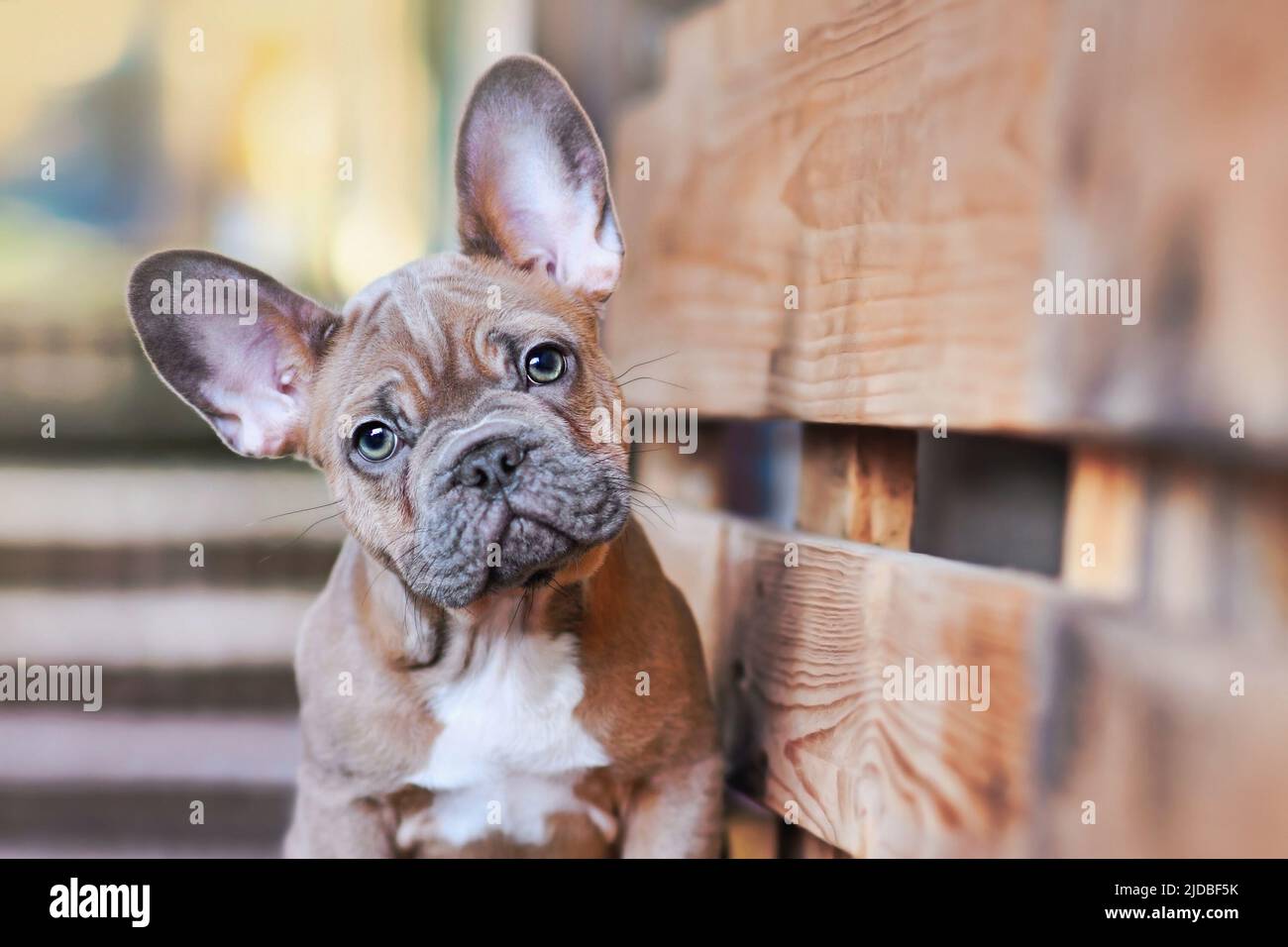 Portrait of red fawn French Bulldog dog puppy with large green eyes ...