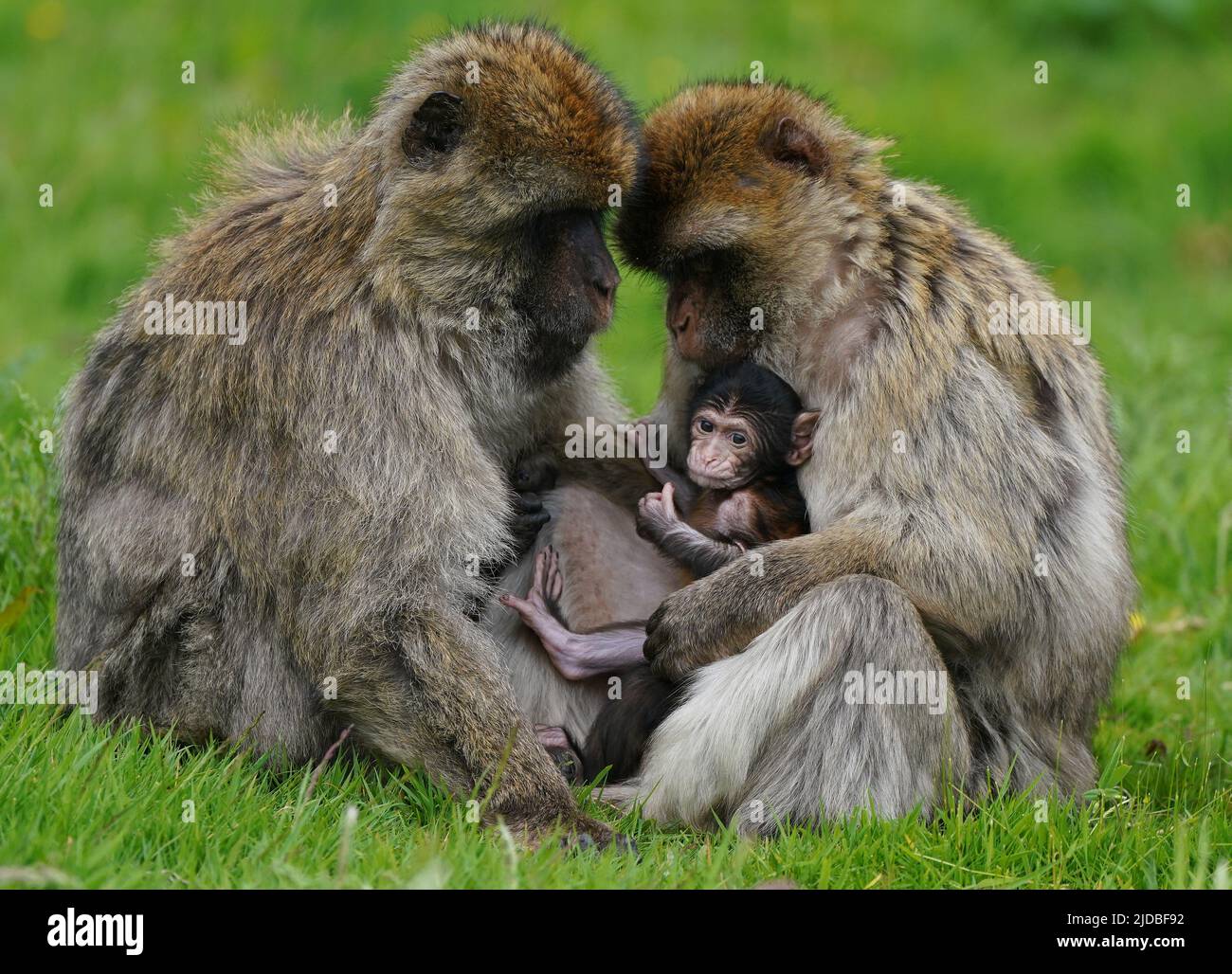 A baby macaque, named Fia by her keepers, with its mother Liberty and ...