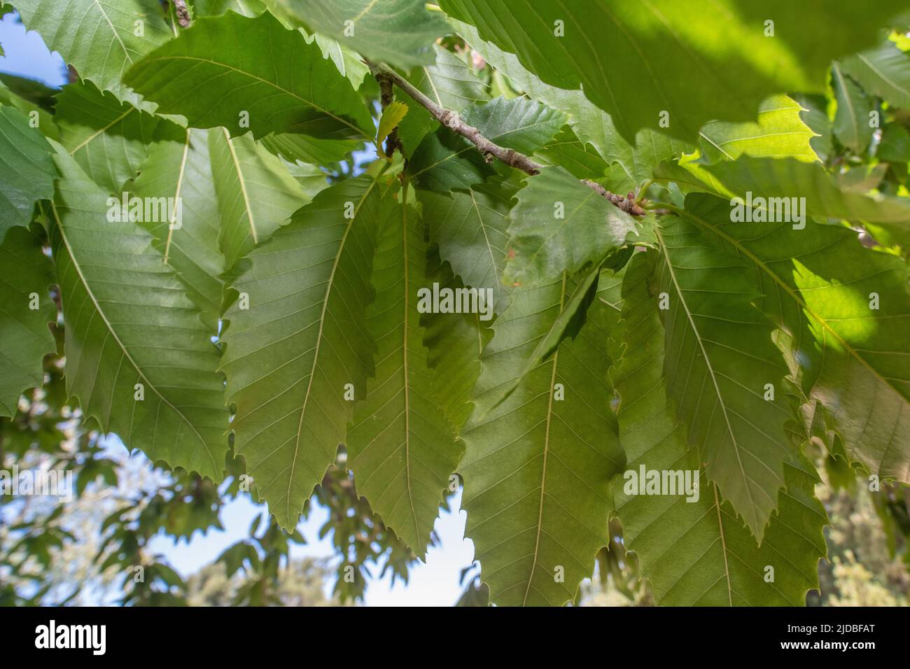 Spanish chestnut also known as the sweet chestnut (Castanea sativa) in ...
