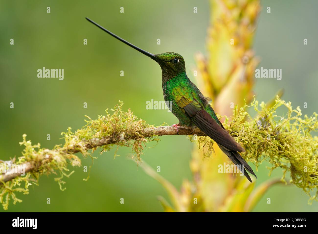 Sword-billed hummingbird - Ensifera ensifera also swordbill, Andean ...