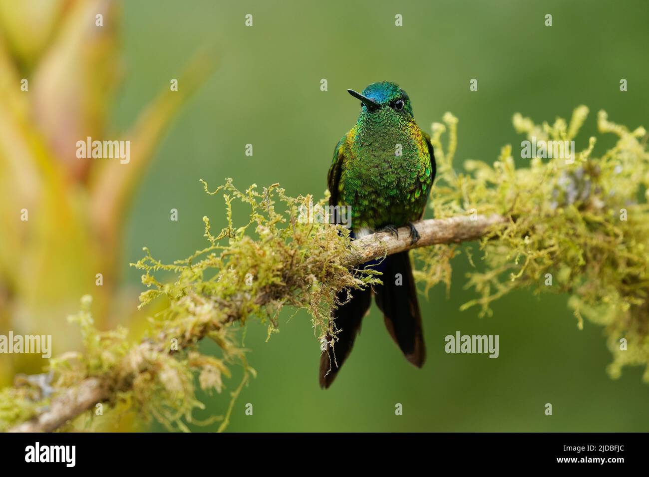 Sapphire-vented Puffleg - Eriocnemis luciani hummingbird in the ...