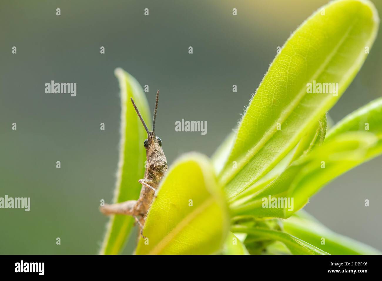 Grasshopper macro photo on a plant out in the garden Stock Photo - Alamy