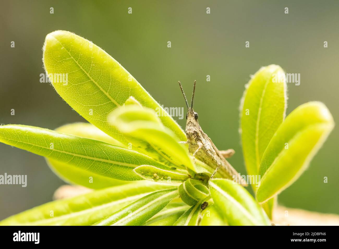Sitting on a plant hi-res stock photography and images - Alamy