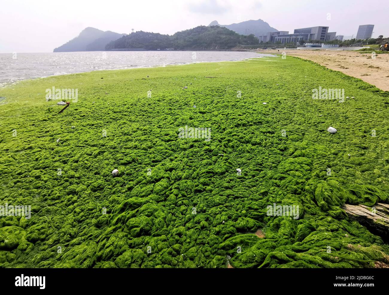 LIANYUNGANG, CHINA - JUNE 20, 2022 - Enteromorpha prolifera on the ...