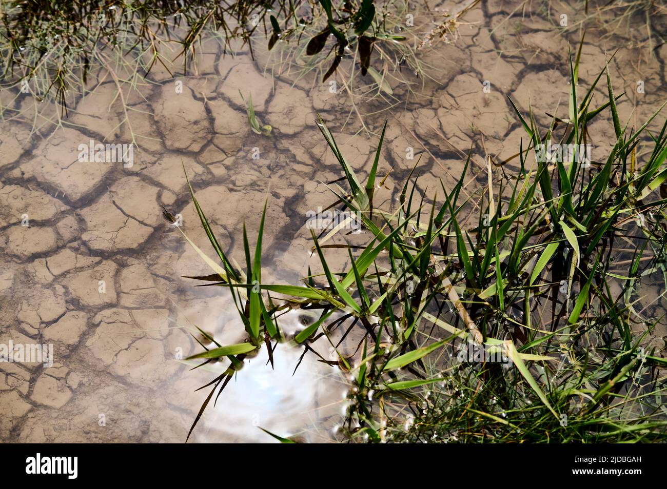 Cracked mud submerged hi-res stock photography and images - Alamy