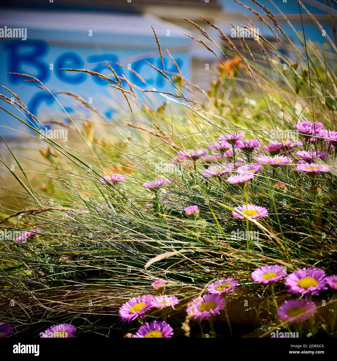 Michaelmas daisies and grasses hi-res stock photography and images - Alamy