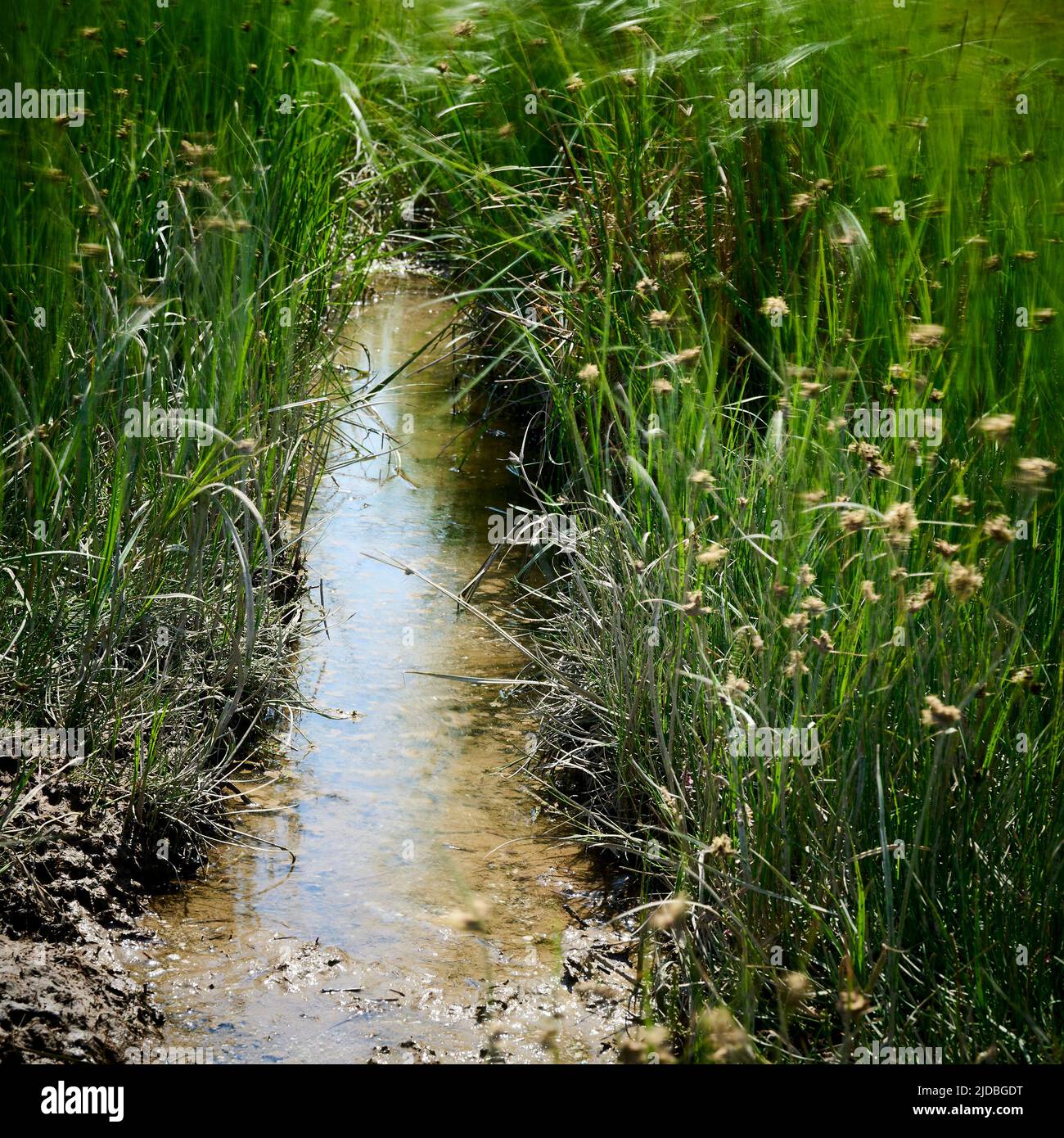 Drainage ditch through marshlands on River Ribble estuary Stock Photo ...