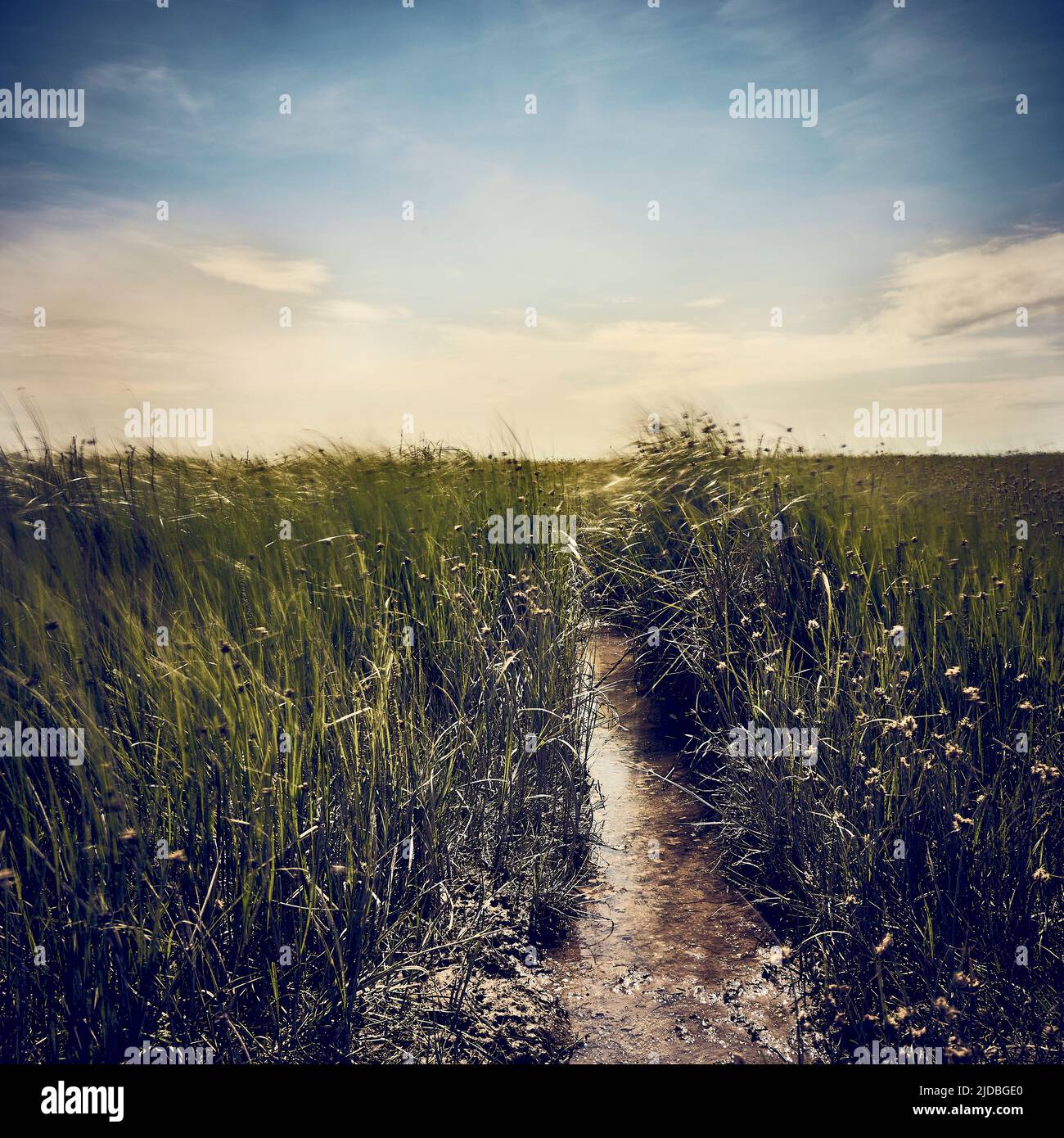 Drainage ditch through marshlands on River Ribble estuary Stock Photo ...