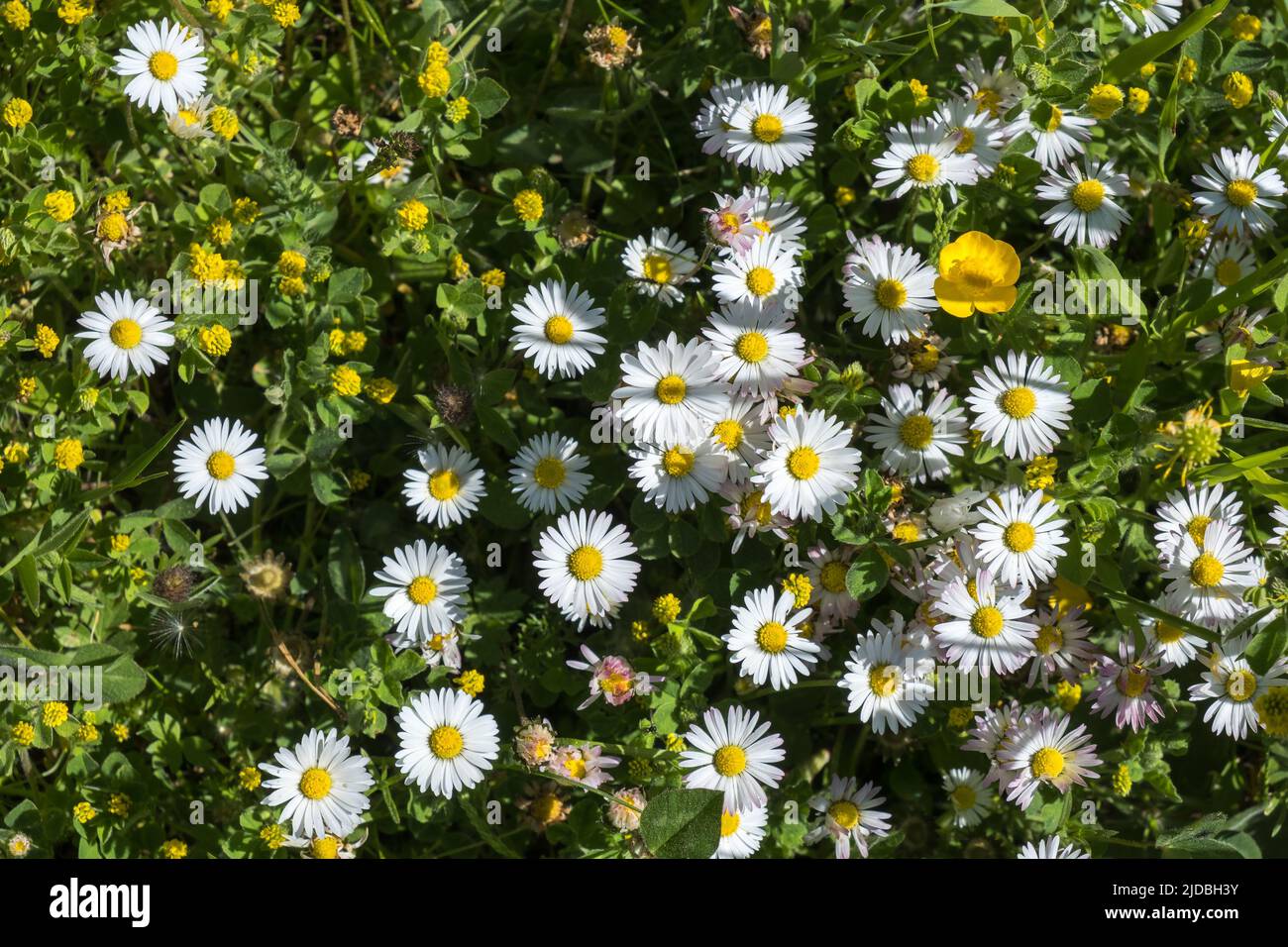 Meadow from above hi-res stock photography and images - Alamy