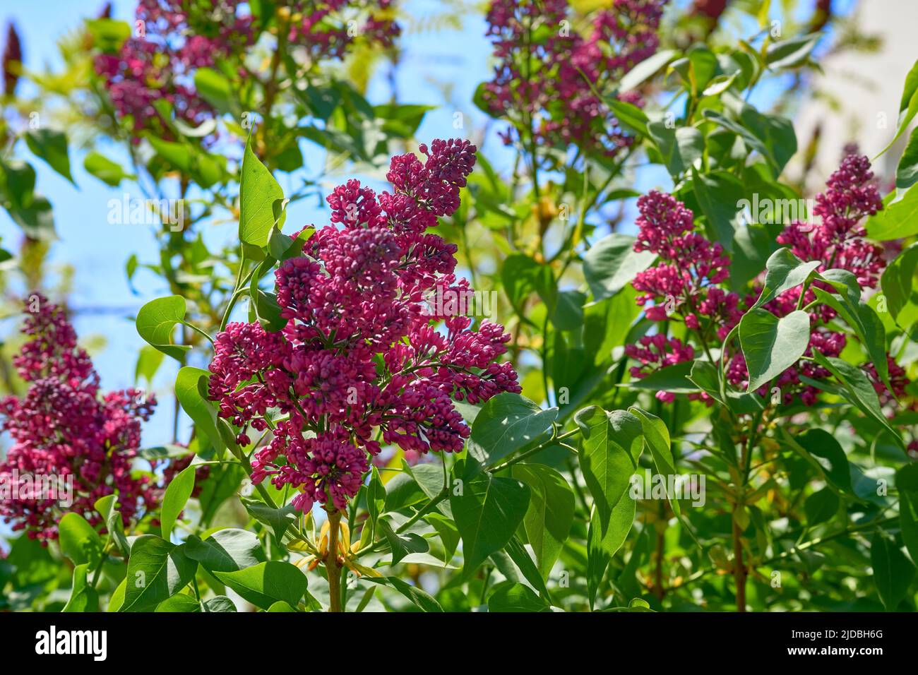Lovely dance hi-res stock photography and images - Alamy
