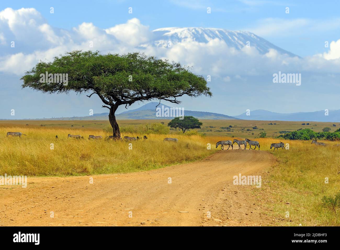 Beautiful landscape with Acacia tree in African savannah and zebra on ...