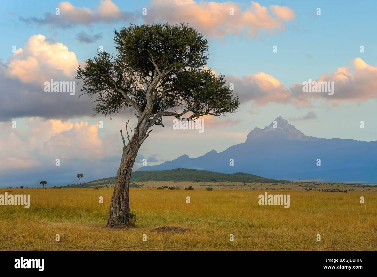 Beautiful landscape with Acacia tree in African savannah on mountain ...