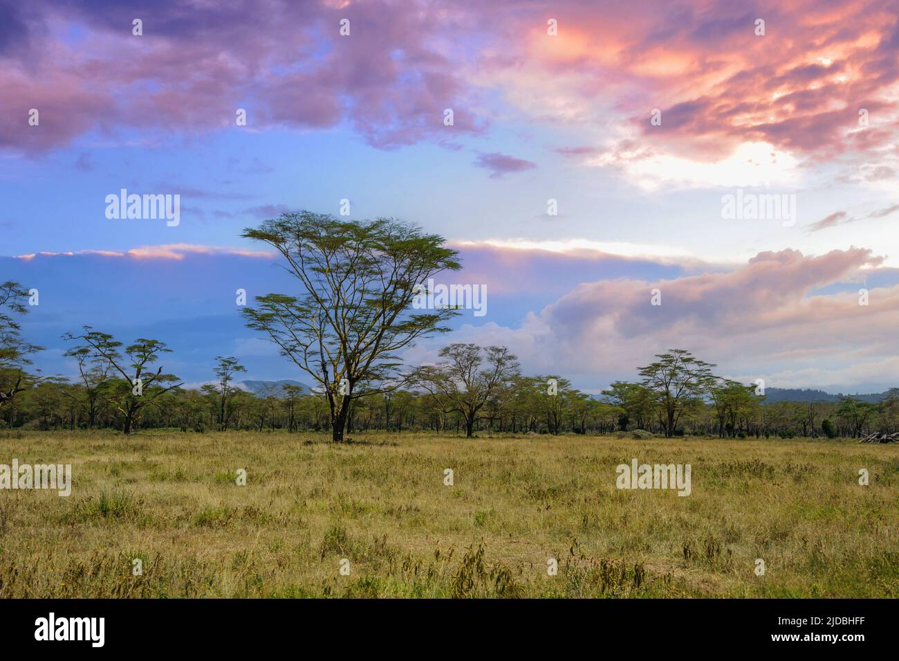 Beautiful landscape with Acacia tree in African savannah. National park of Kenya Stock Photo - Alamy