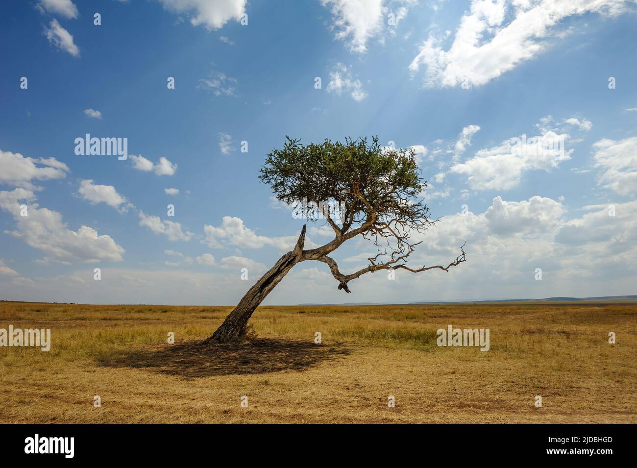 Beautiful landscape with Acacia tree in African savannah. National park ...