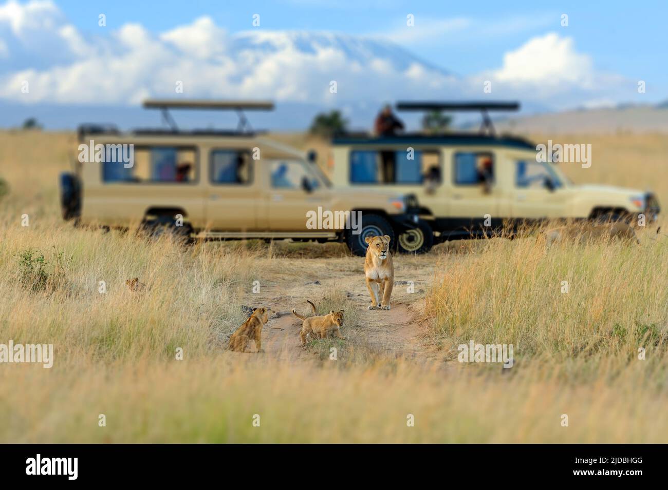 Lion with cub walking on the road with car and people. Animal behaviour ...