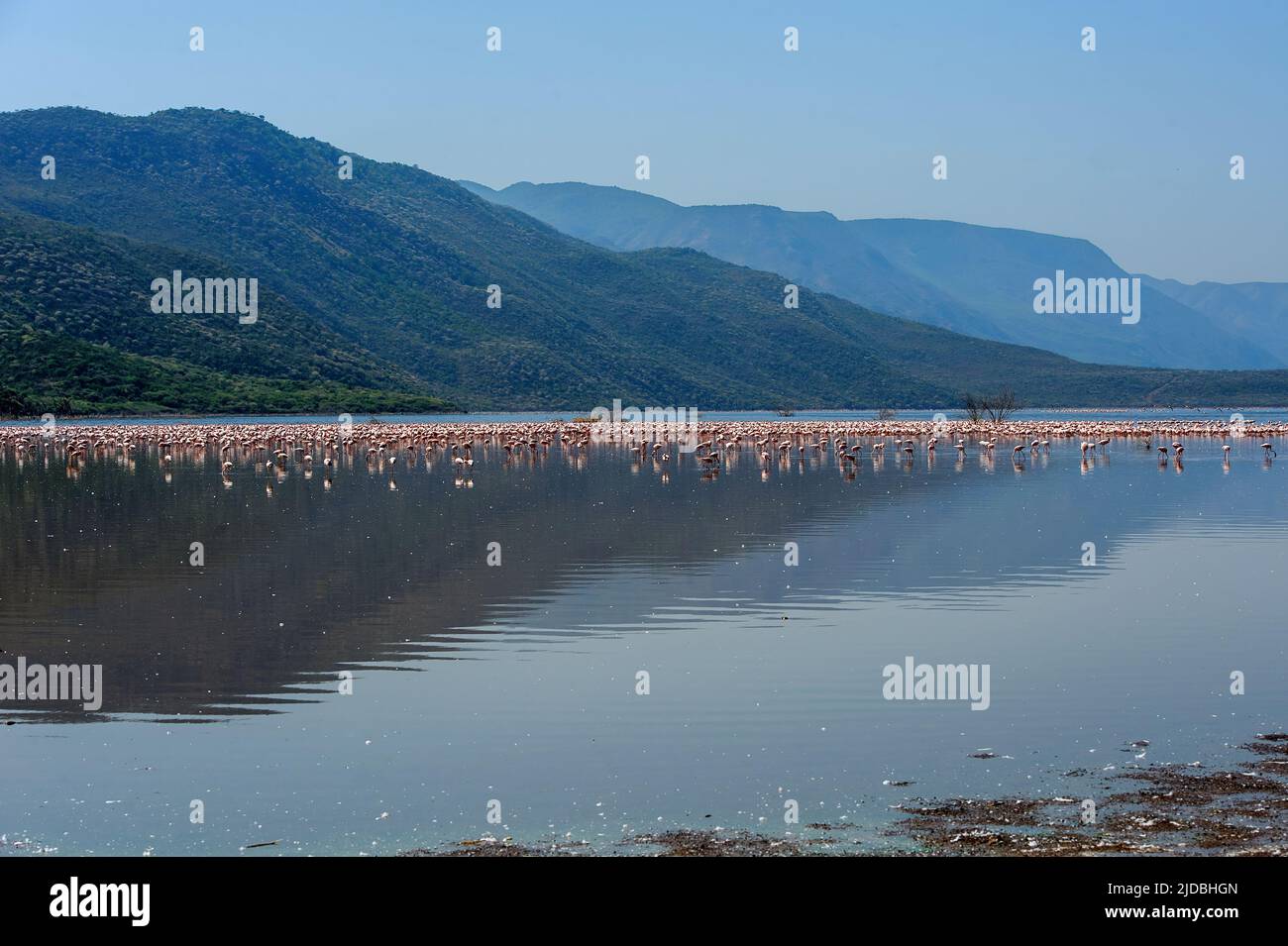 Flock of flamingos wading in the shallow lagoon water. African ...