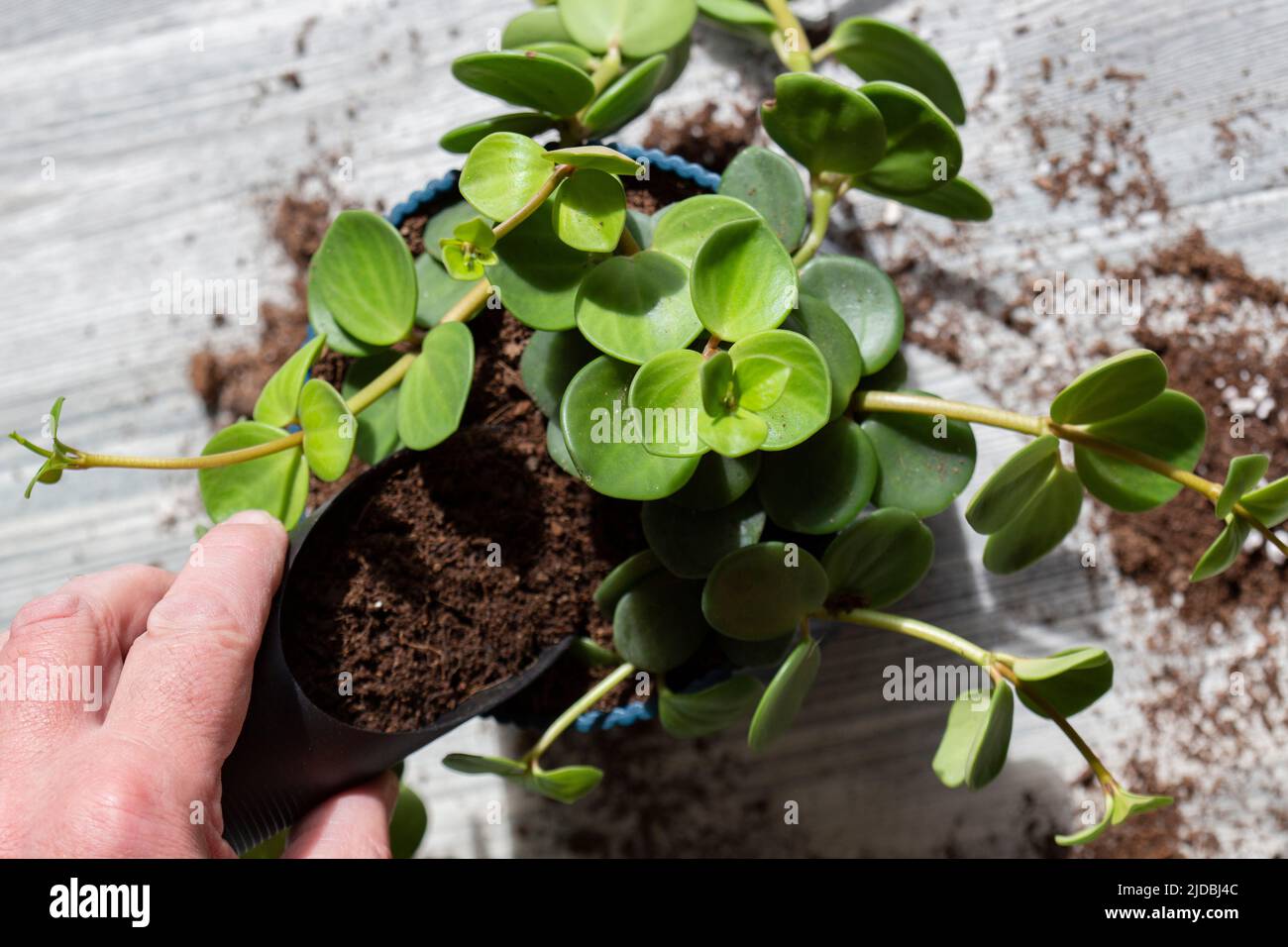 Peperomia tetraphylla, known as acorn or four-leaved peperomia, being ...