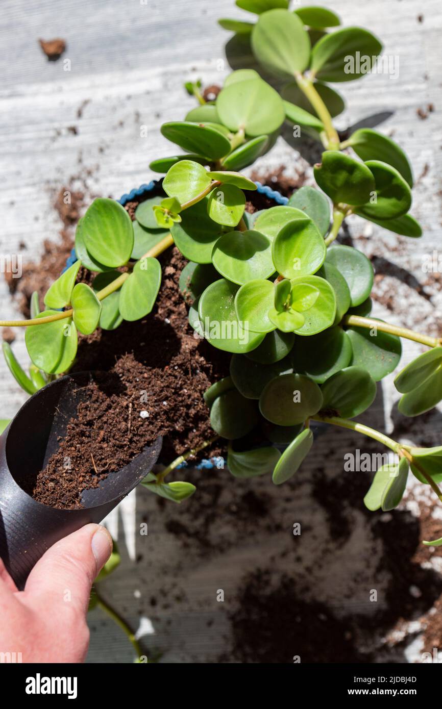 Peperomia tetraphylla, known as acorn or four-leaved peperomia, being ...