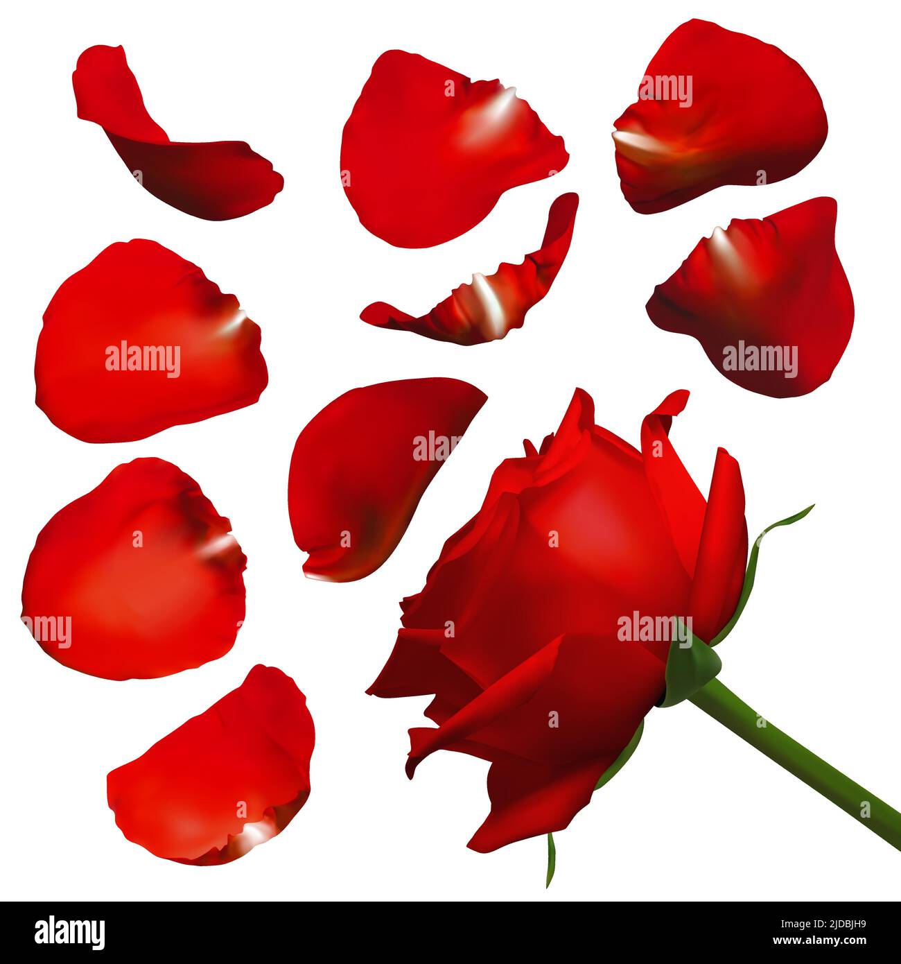 Realistic rose petals. Vector illustration with mesh gradients Stock ...
