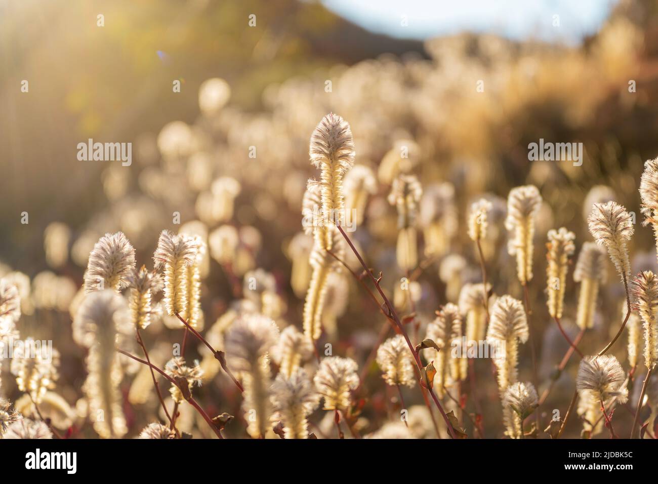 Mulla flowers hi-res stock photography and images - Alamy