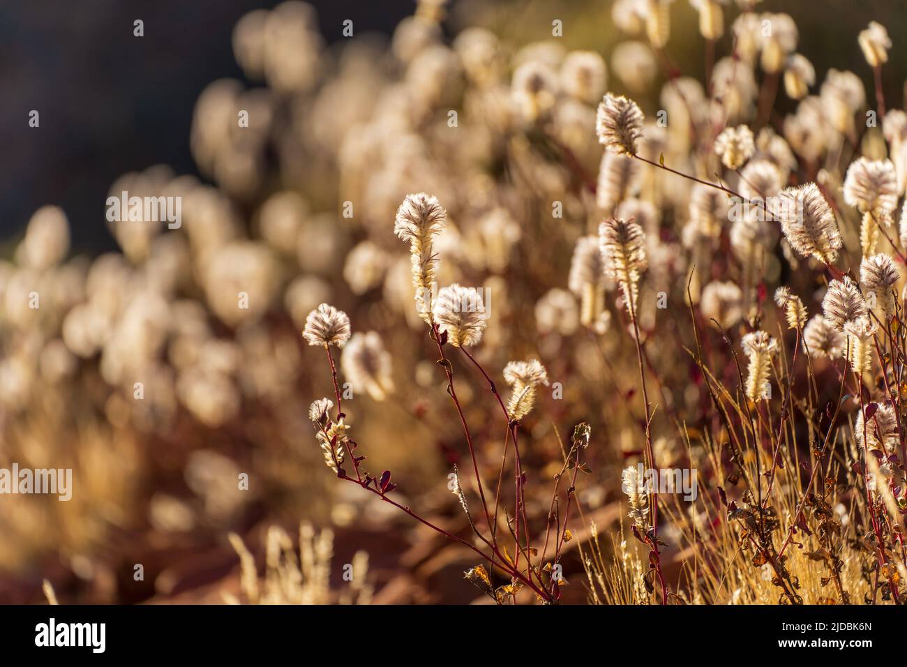 Mulla flowers hi-res stock photography and images - Alamy