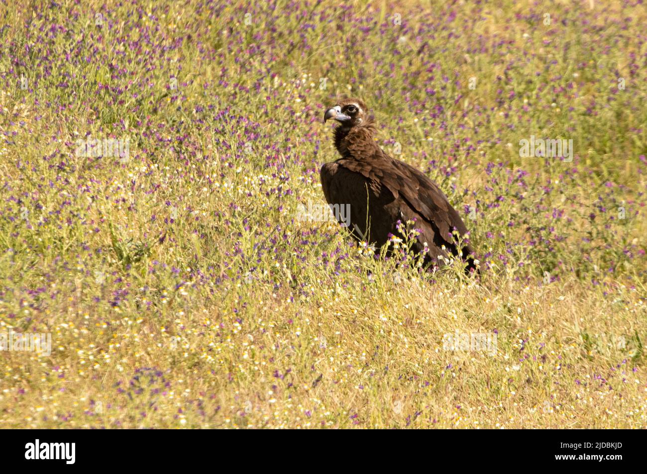 Black vulture in a Mediterranean mountain forest with the first light ...