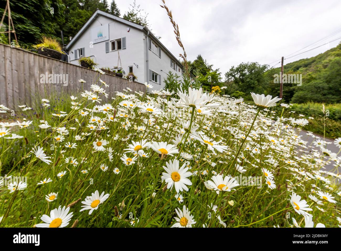 The Crown at Whitebrook and the Ox-eye daisy or Marguerite lawn Stock ...