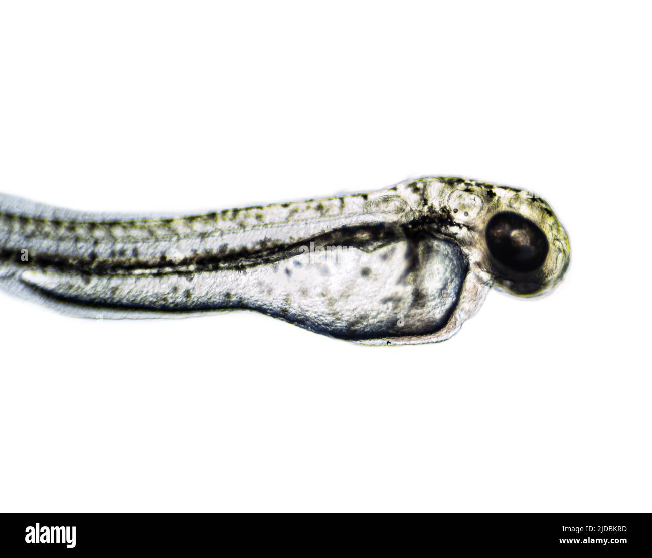 newly hatched freshwater fish under a light microscope, isolated on ...