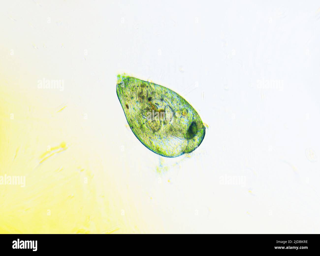 Freshwater pond microorganisms hi-res stock photography and images - Alamy