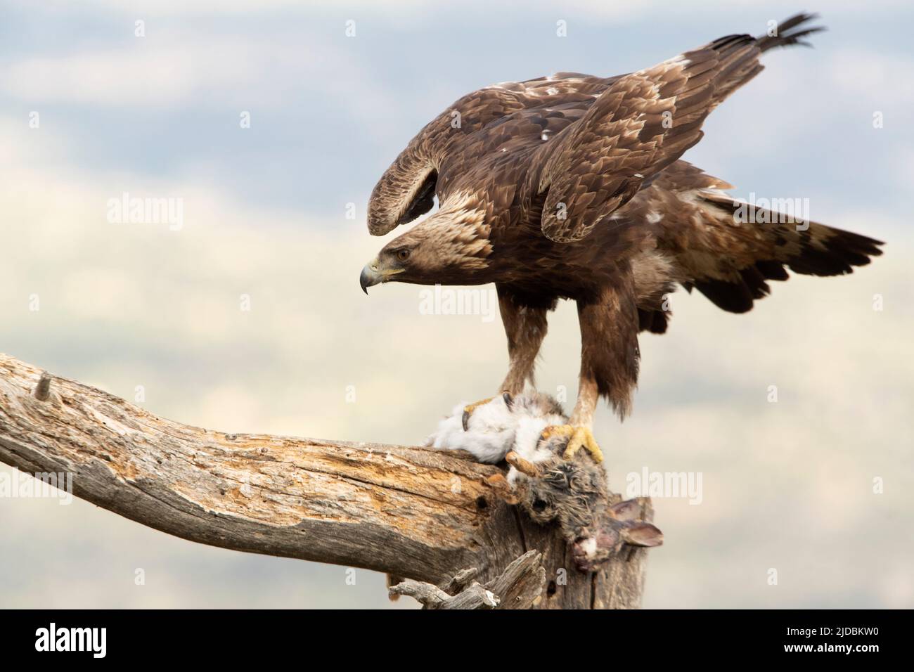 Eagle Catching Rabbit