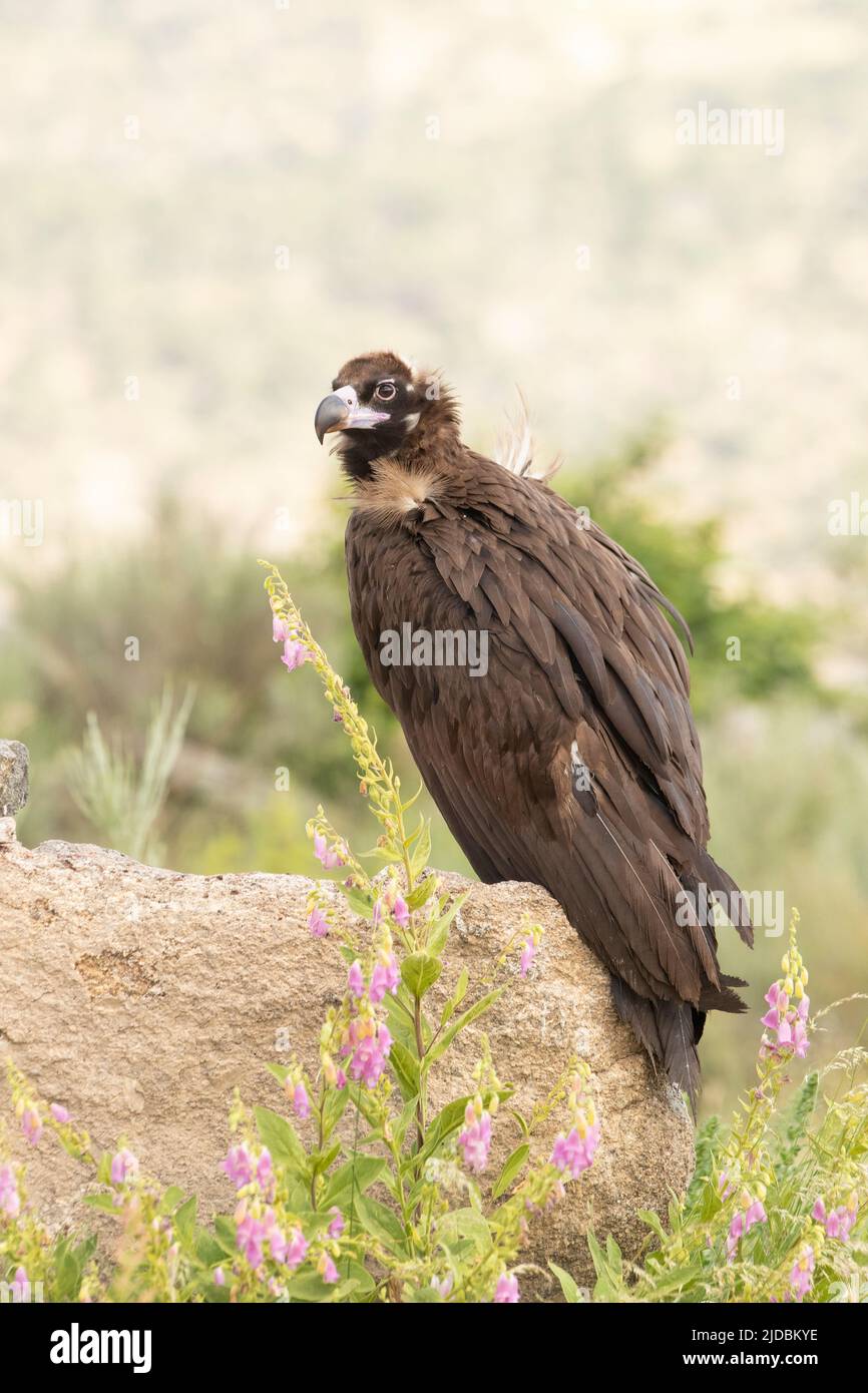 Black vulture in a Mediterranean mountain forest with the first light ...