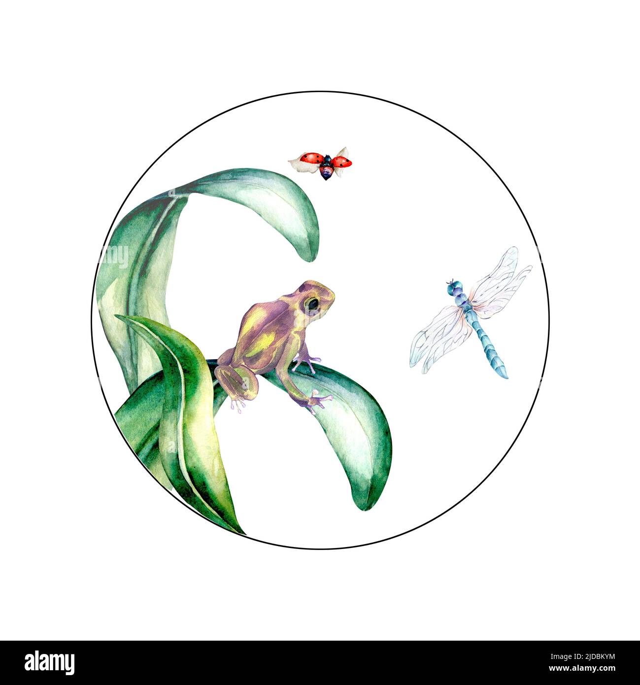 Circle frame with frog, ladybug and dragonfly watercolor illustration ...