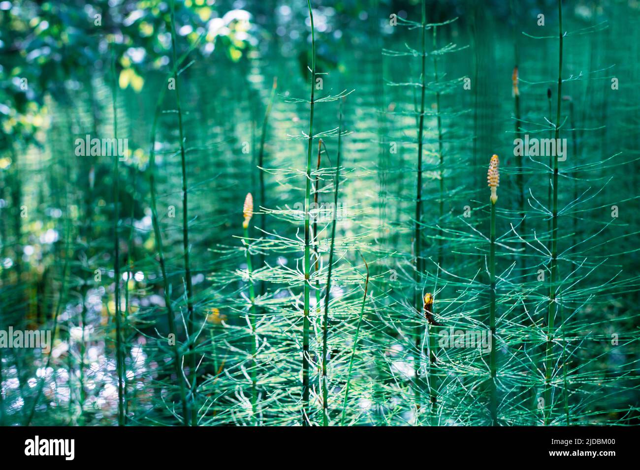 horsetail grows in a swamp, ancient primitive plant Stock Photo - Alamy