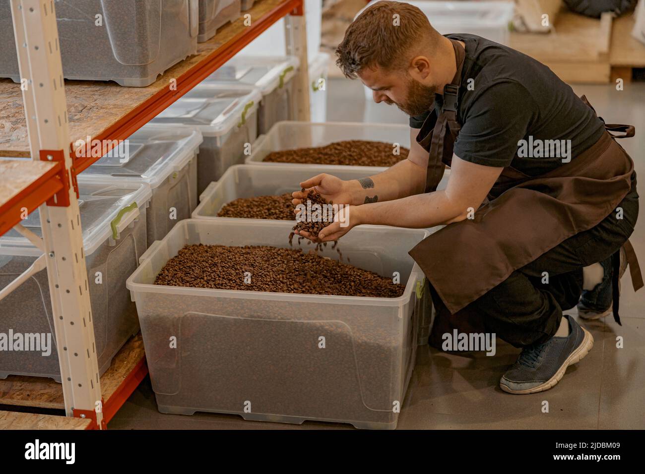 Smiling Male barista in uniform inspection freshly roasted coffee beans ...